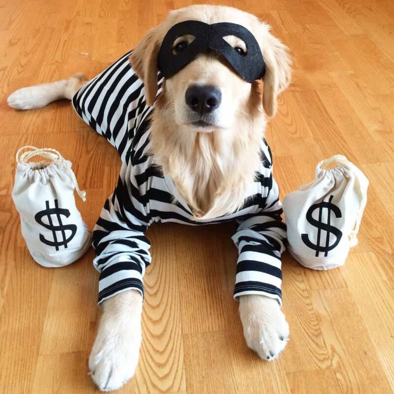 30 Lovely Halloween Costumes Your Dog Must Wear This Year
