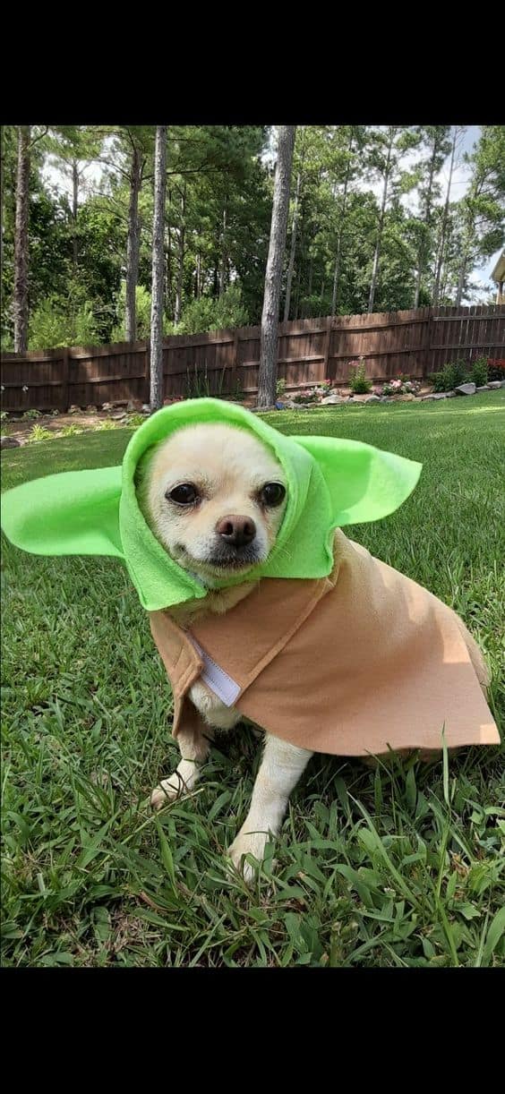 30 Lovely Halloween Costumes Your Dog Must Wear This Year