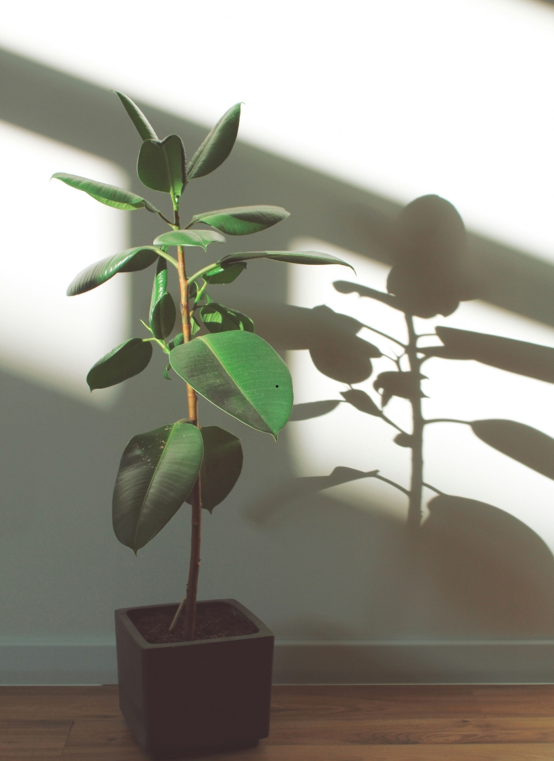 20 Low Light Indoor Plants: Best Houseplants for Shade and Style